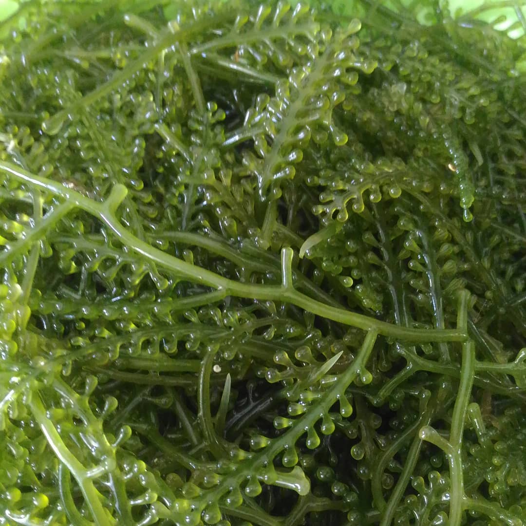 Ini Dia Macam Olahan Rumput Laut, Nggak Hanya Dibuat Es Lho