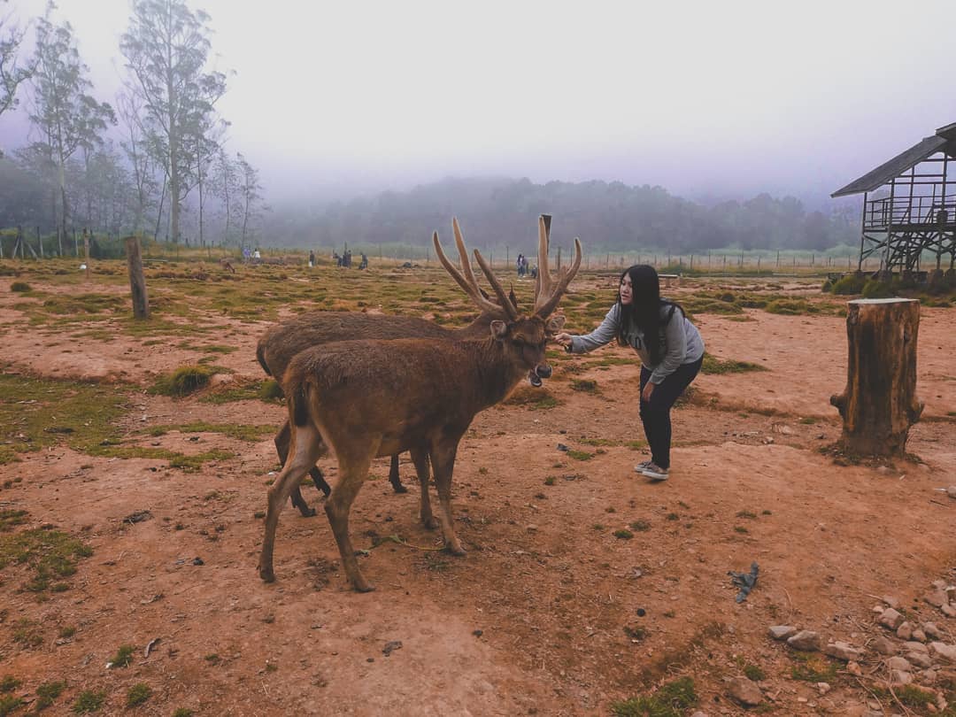 Mengunjungi Penangkaran Rusa di Indonesia, Beri Sensasi Seru Dekat ...