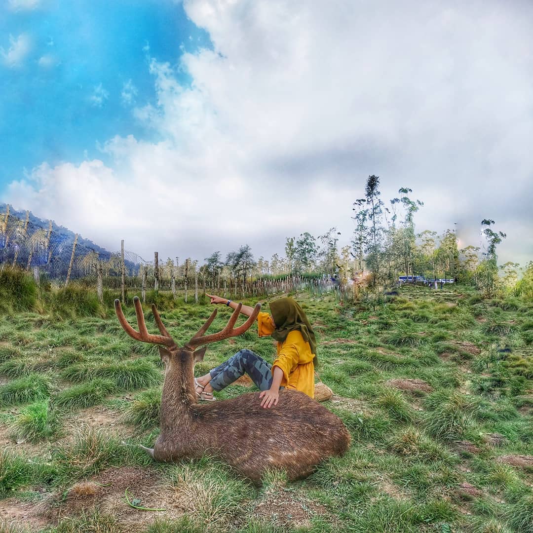 Mengunjungi Penangkaran Rusa di Indonesia, Beri Sensasi Seru Dekat ...