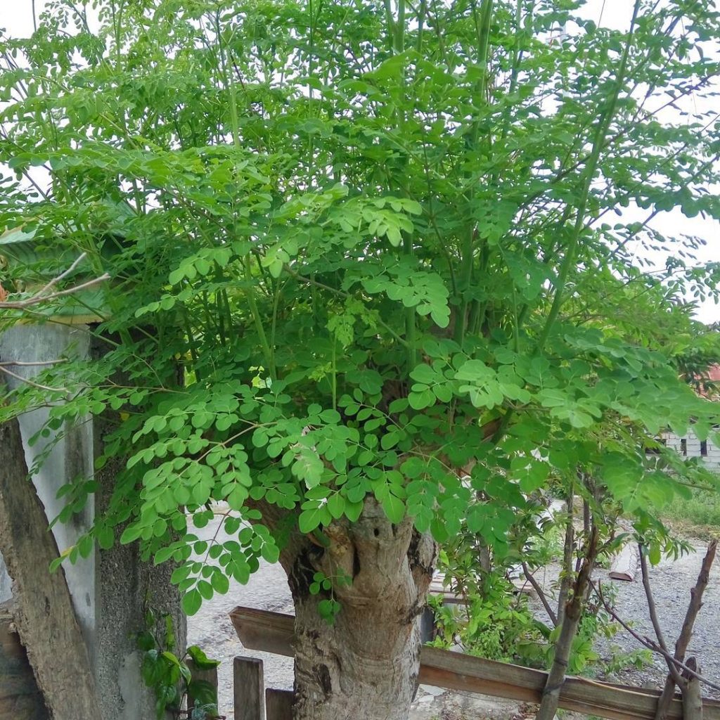 Uta Kelo, Sayur Khas Suku Kaili yang Kaya Manfaat