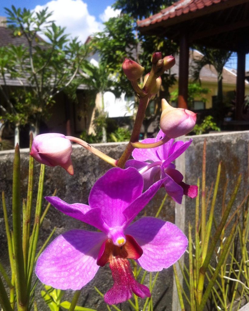 Wah Ini Loh Bunga yang Hanya Ada di Danau Dendam Tak Sudah. Apa ya?