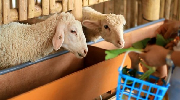 Hotel dengan Mini Zoo di Indonesia, Staycation dengan Anak Makin Asyik