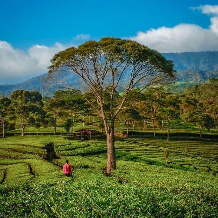 Wisata Alam di Parongpong Bandung Barat, Ada yang Nggak Kalah Indah ...