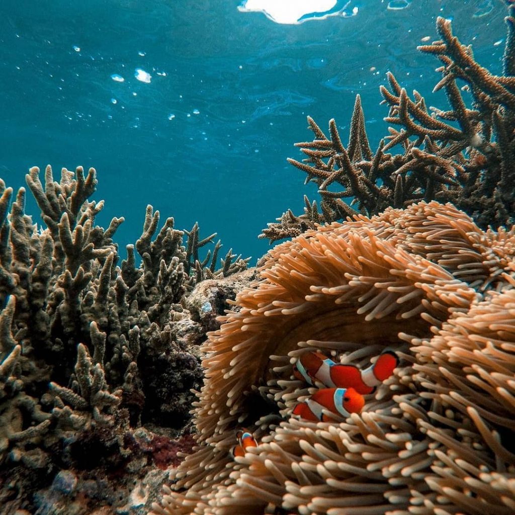 Yuk Ketemu Nemo di Pulau Lemukutan! Keindahan Alam Bawah Laut ...