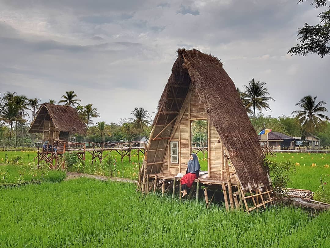 Bulak Widoro Jogja, Yuk Rasain Liburan di Tengah Sawah yang Sejuknya ...