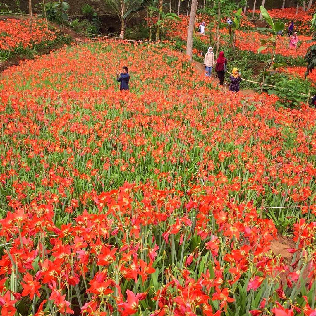 Baru Mekar, Jangan Lewatkan untuk Foto-foto Cantik di Kebun Bunga ...