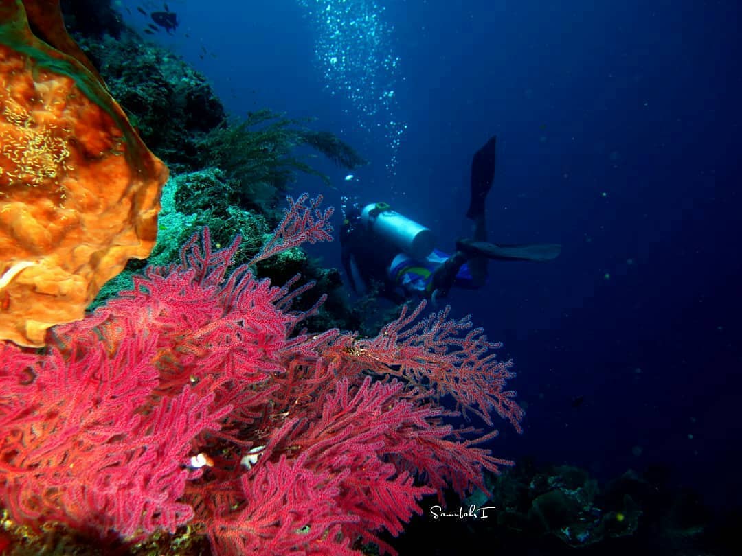 Lokasi Diving Terbaik di Kepulauan Banda Maluku, Keindahan Salah ...