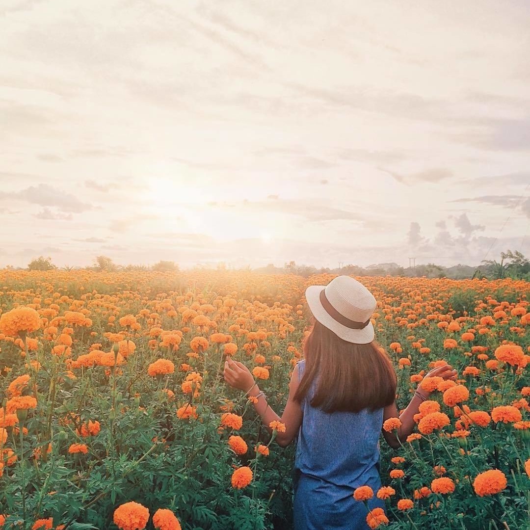 Indahnya Taman Bunga Gemitir di Bali, Destinasi Liburan Murah Namun ...