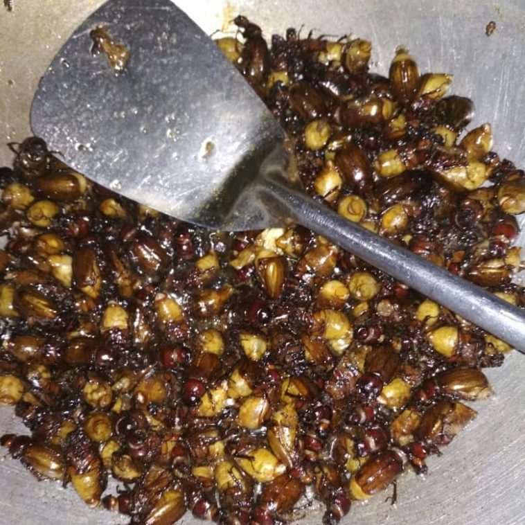 Kuliner Ekstrem di Gunungkidul, Ada yang Sedang Banyak-banyaknya di ...