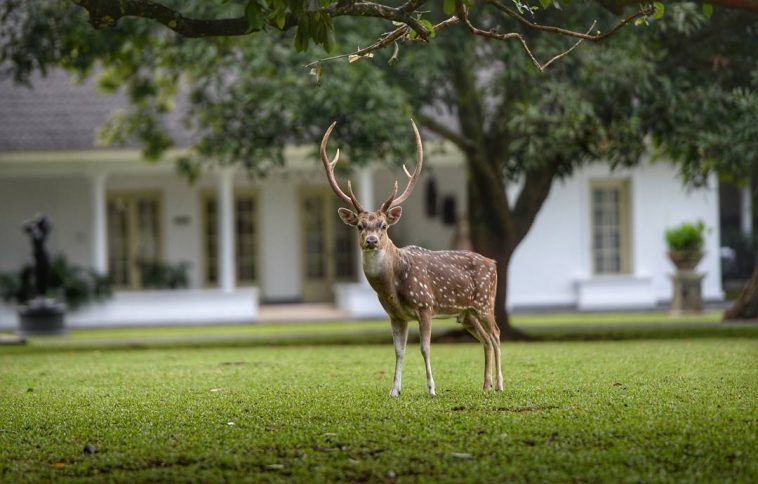 Rusa Kebun Raya Bogor - Perumperindo.co.id
