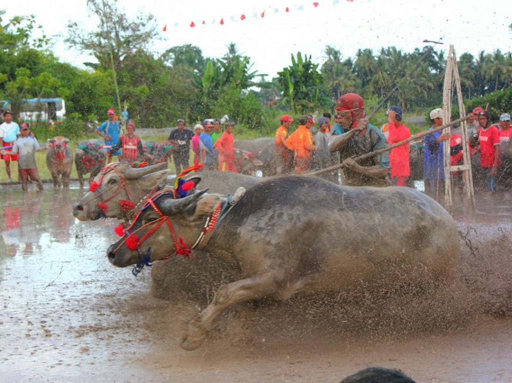 Barapan Kebo di Sumbawa Barat, Bentuk Syukur Masyarakat yang Jadi Acara ...