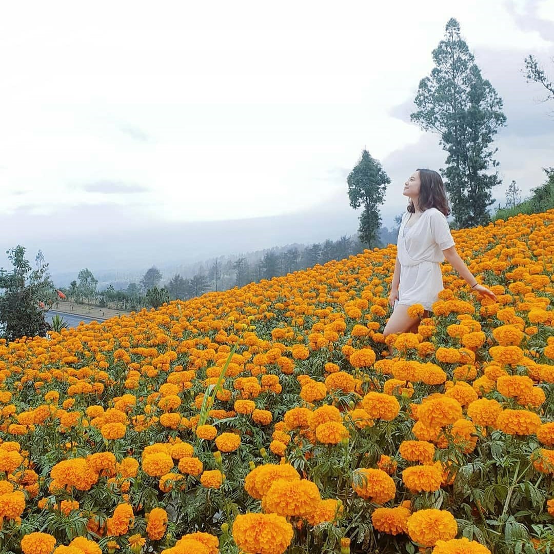 Indahnya Taman Bunga Gemitir di Bali, Destinasi Liburan Murah Namun ...