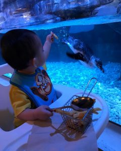 Pingoo Restaurant, Nikmati Hidangan Sambil Berinteraksi dengan Penguin Lucu