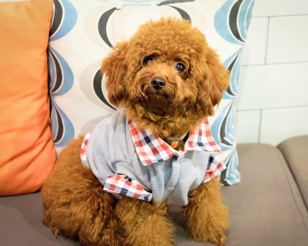 8 Kafe di Jakarta Dog Friendly, Cocok Jadi Tempat Nongkrong Bareng ...