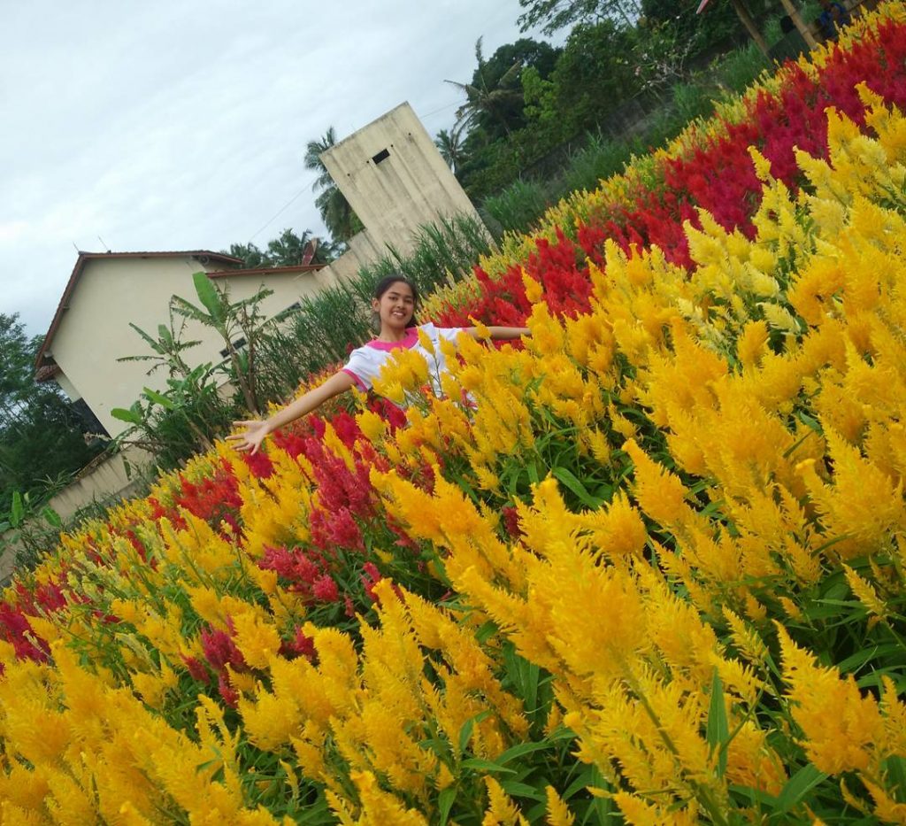 Taman Khayana, Kebun Bunga Celosia Baru di Jogja yang Seru Juga untuk ...
