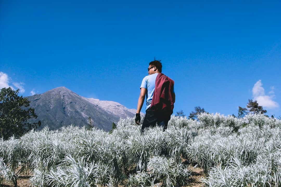 Padang Bunga Kasna di Karangasem, Liburan Natal dan Akhir Tahun dengan ...
