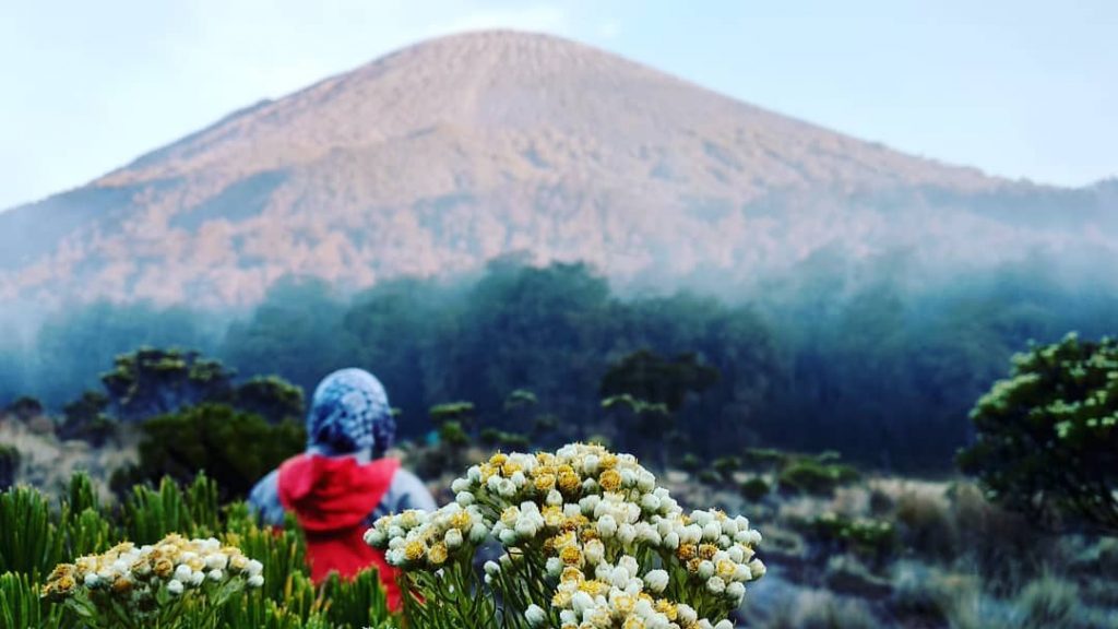 Lokasi untuk Menikmati Bunga Edelweis di Indonesia, Kagumi Tanpa Memetik