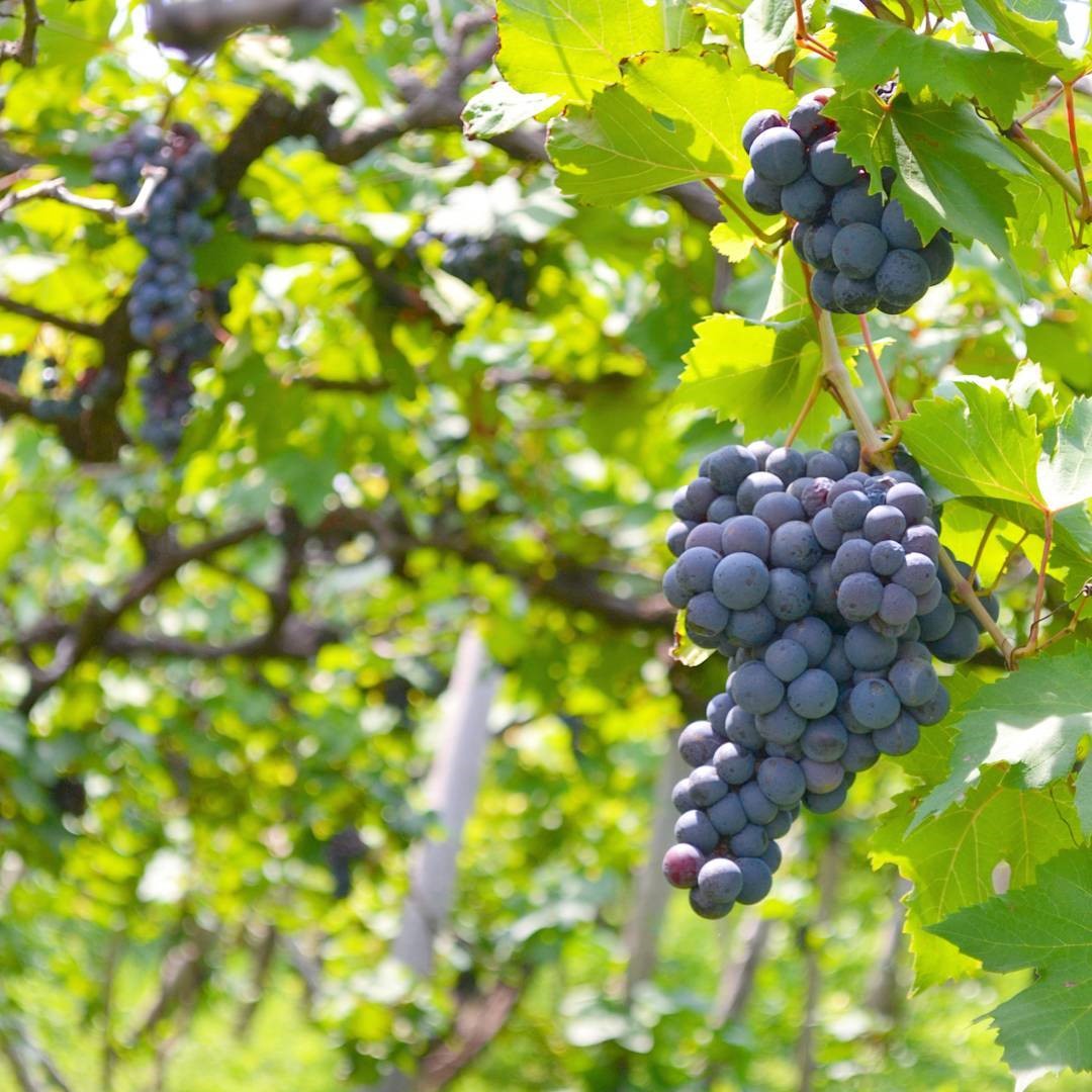 Destinasi Wisata Kebun Buah di Bali untuk Liburan ke Pulau Dewata yang ...