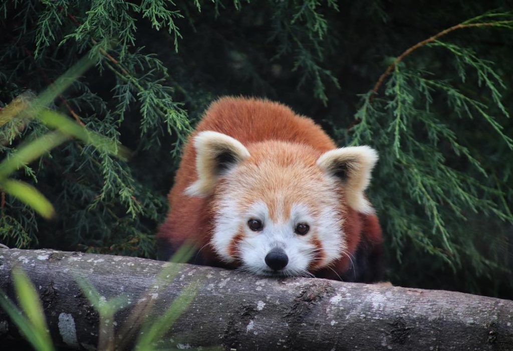 Akhirnya untuk Pertama Panda Merah Lahir di Taman Safari Indonesia ...