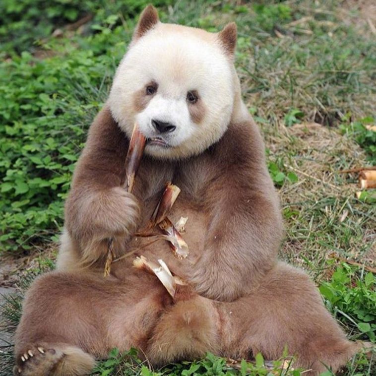 Liburan ke China Harus Bertemu Qizai! Satu-satunya Panda Berbulu Coklat ...