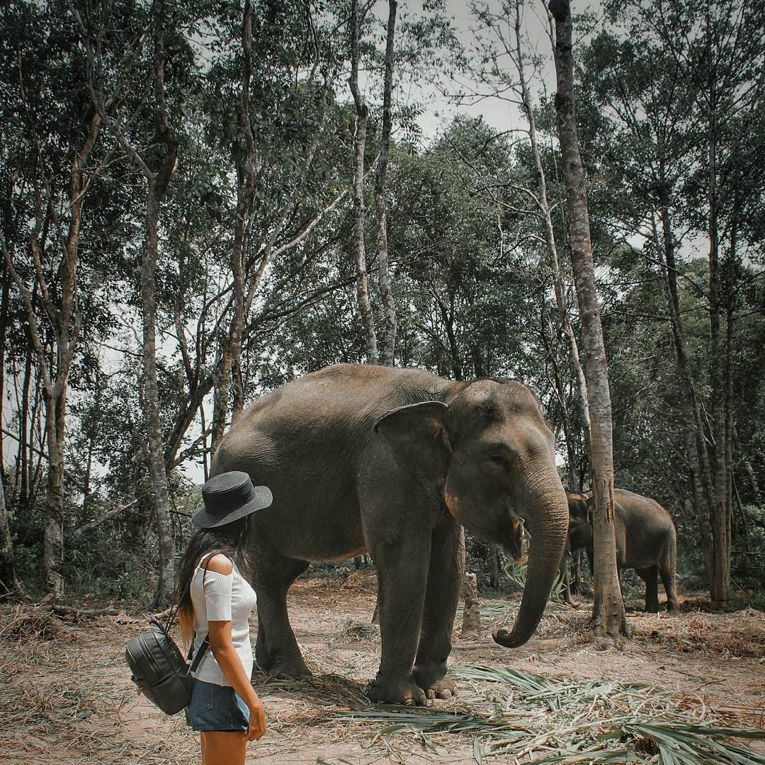 Seru-seruan Bareng Gajah di Safari Lagoi and Eco Farm Bintan, Kebun ...