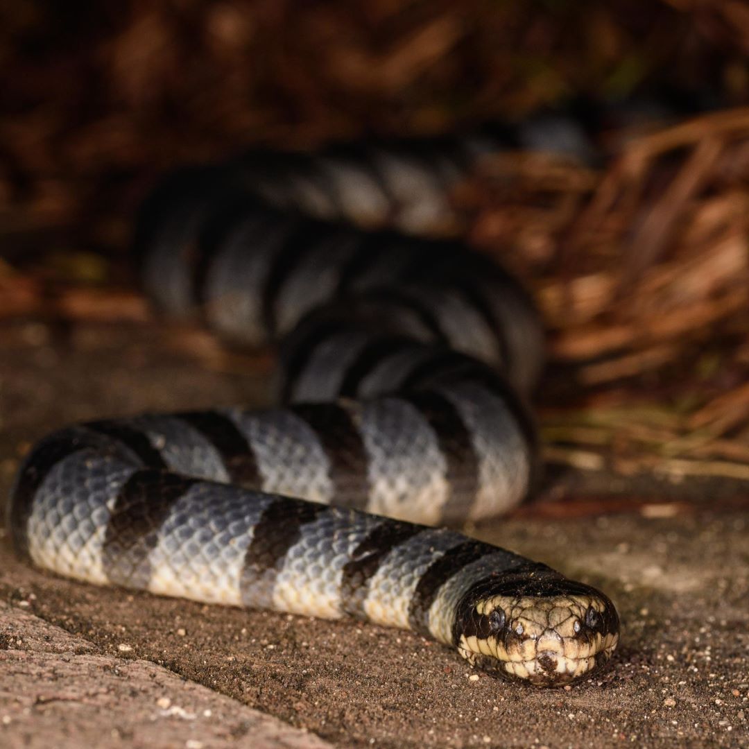 Pulau-pulau Ular di Dunia, ada yang Tidak Boleh Dikunjungi