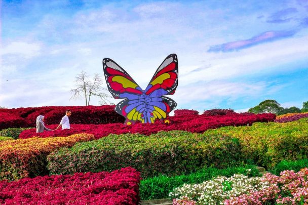 Taman Bunga Puncak Tonang, Berada di Ketinggian Pasaman Sumbar yang ...