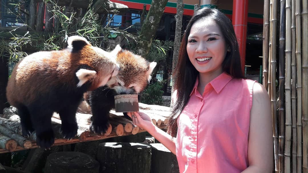 Akhirnya untuk Pertama Panda Merah Lahir di Taman Safari Indonesia ...