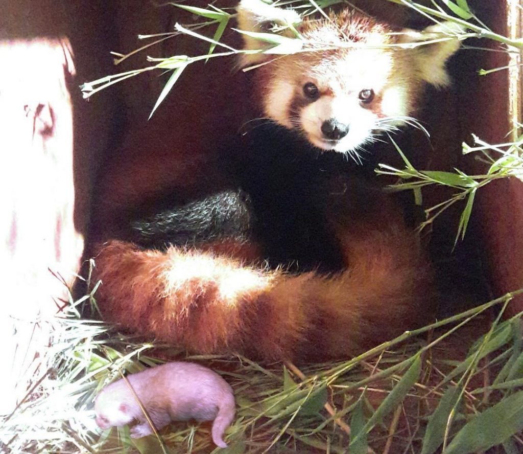 Akhirnya untuk Pertama Panda Merah Lahir di Taman Safari Indonesia ...