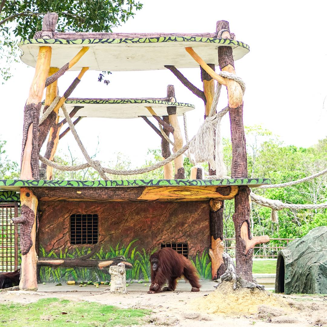 Seru-seruan Bareng Gajah di Safari Lagoi and Eco Farm Bintan, Kebun ...
