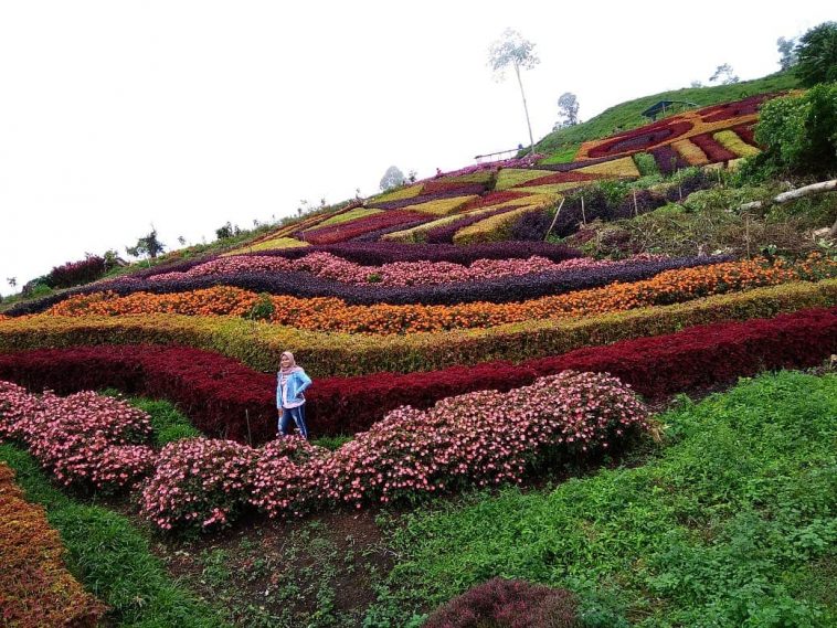 Taman Bunga Puncak Tonang, Berada di Ketinggian Pasaman Sumbar yang ...