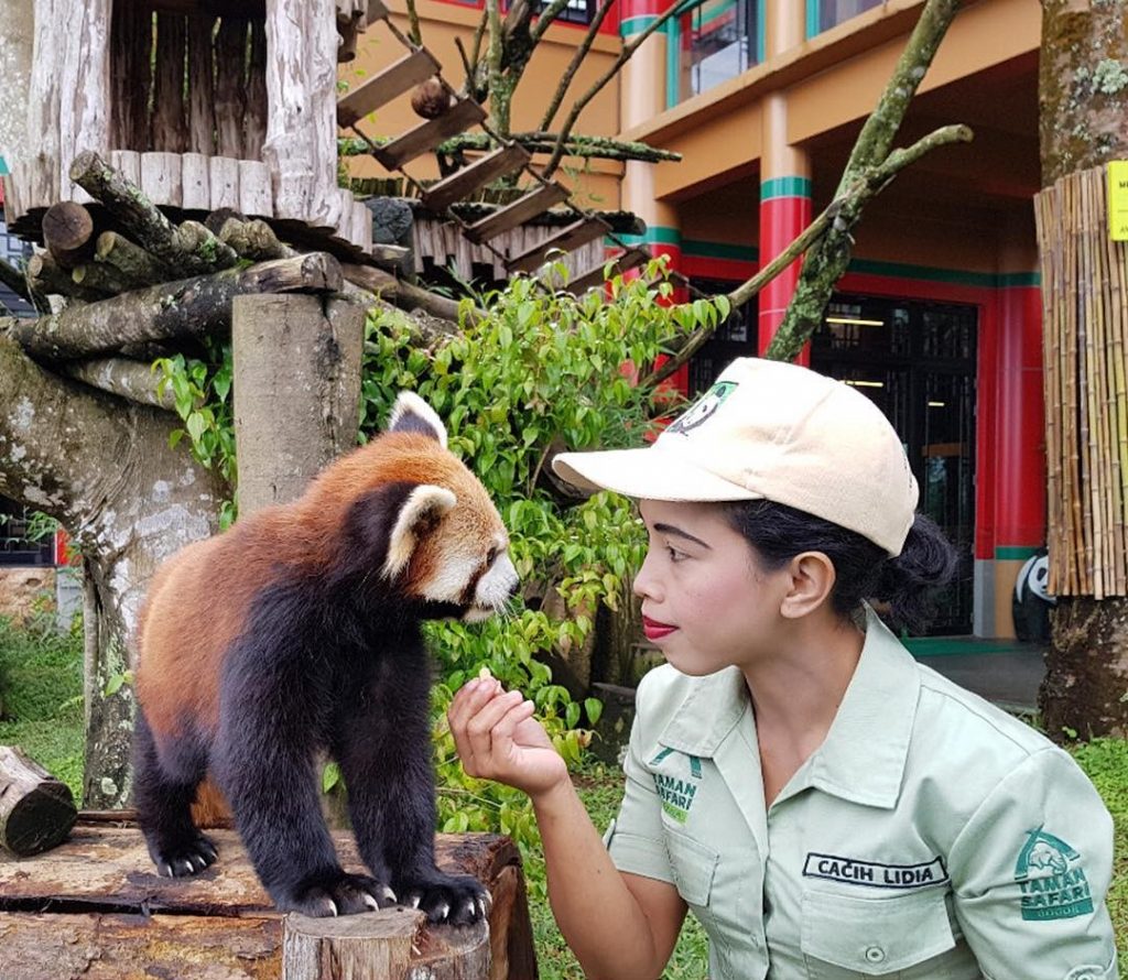 Akhirnya untuk Pertama Panda Merah Lahir di Taman Safari Indonesia ...