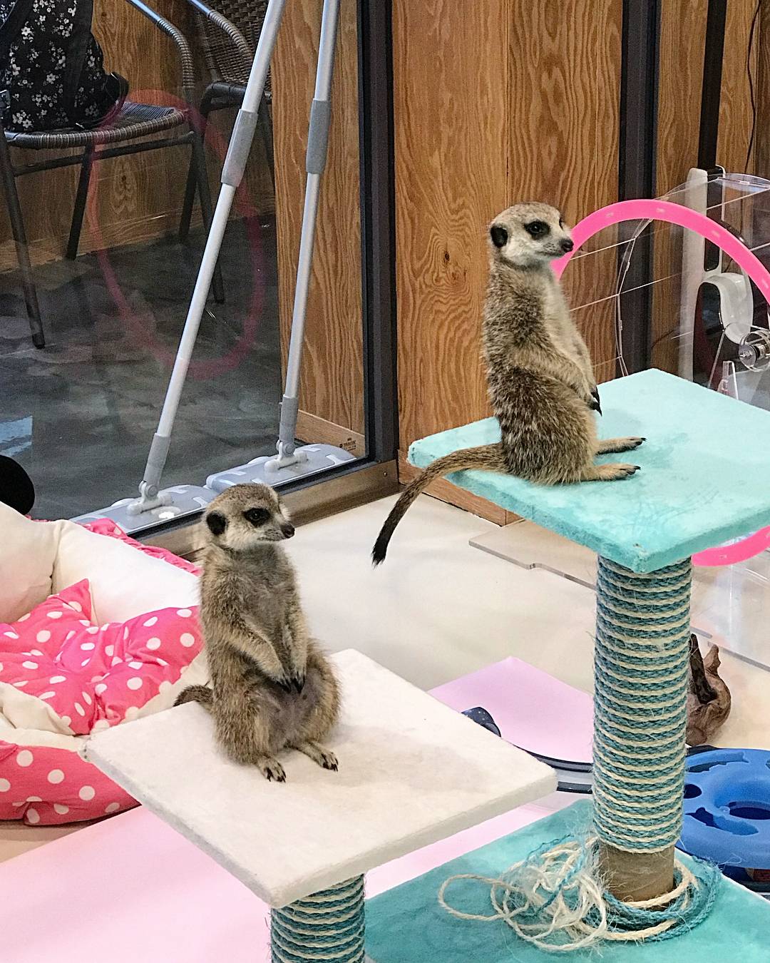 Unik Banget! Nggak Cuma Anjing dan Kucing, Ini Sekian Kafe Hewan di Seoul