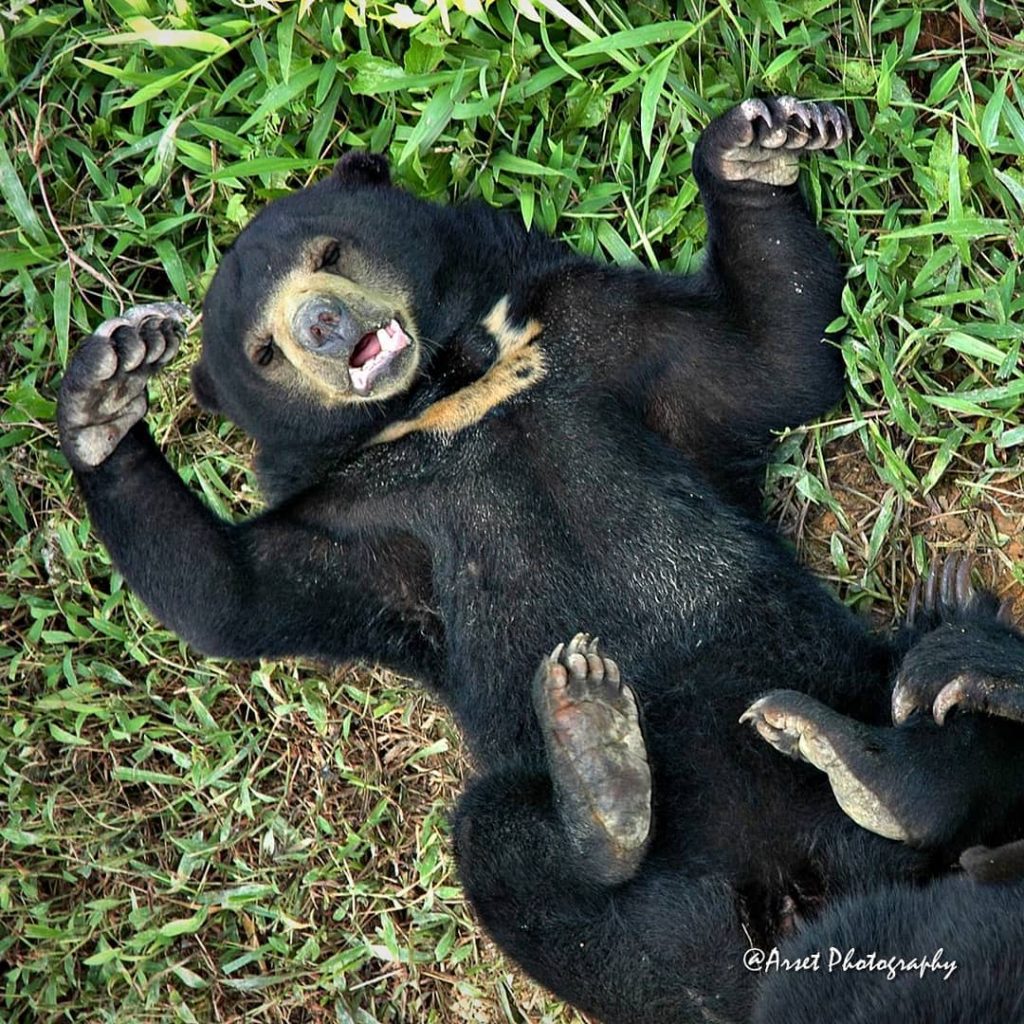 Melihat dari Dekat si Winnie the Pooh Indonesia di Penangkaran Beruang ...