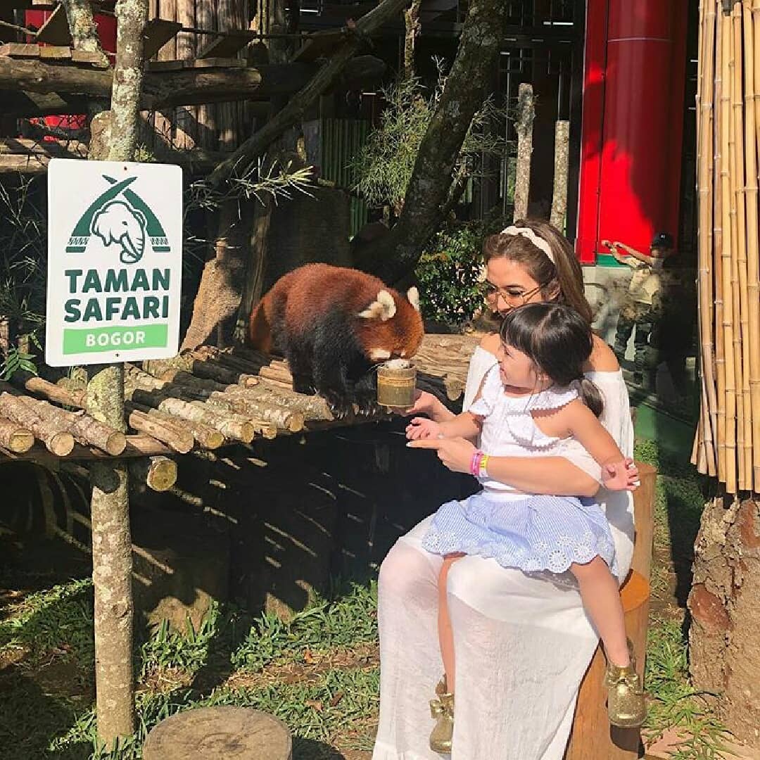 Akhirnya untuk Pertama Panda Merah Lahir di Taman Safari Indonesia ...