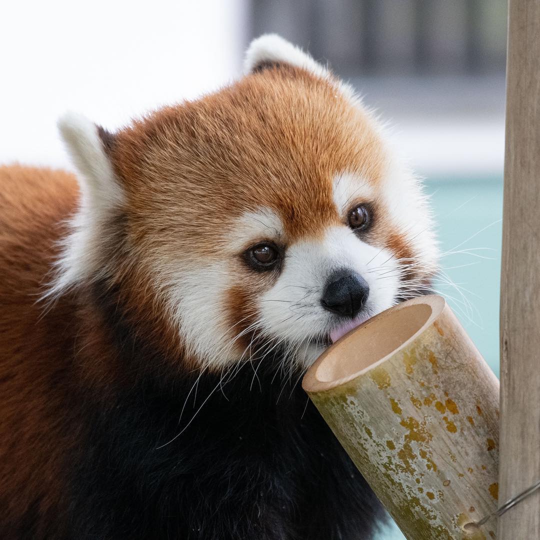 Akhirnya untuk Pertama Panda Merah Lahir di Taman Safari Indonesia ...