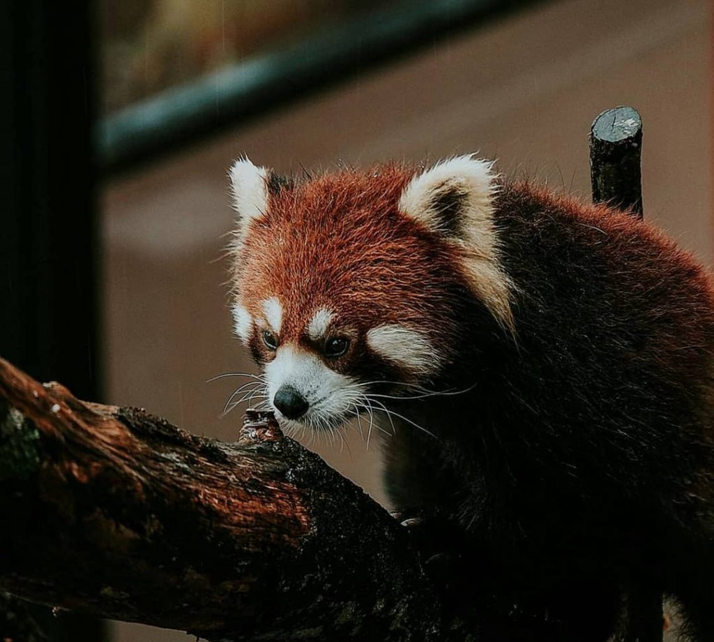 Akhirnya untuk Pertama Panda Merah Lahir di Taman Safari Indonesia ...