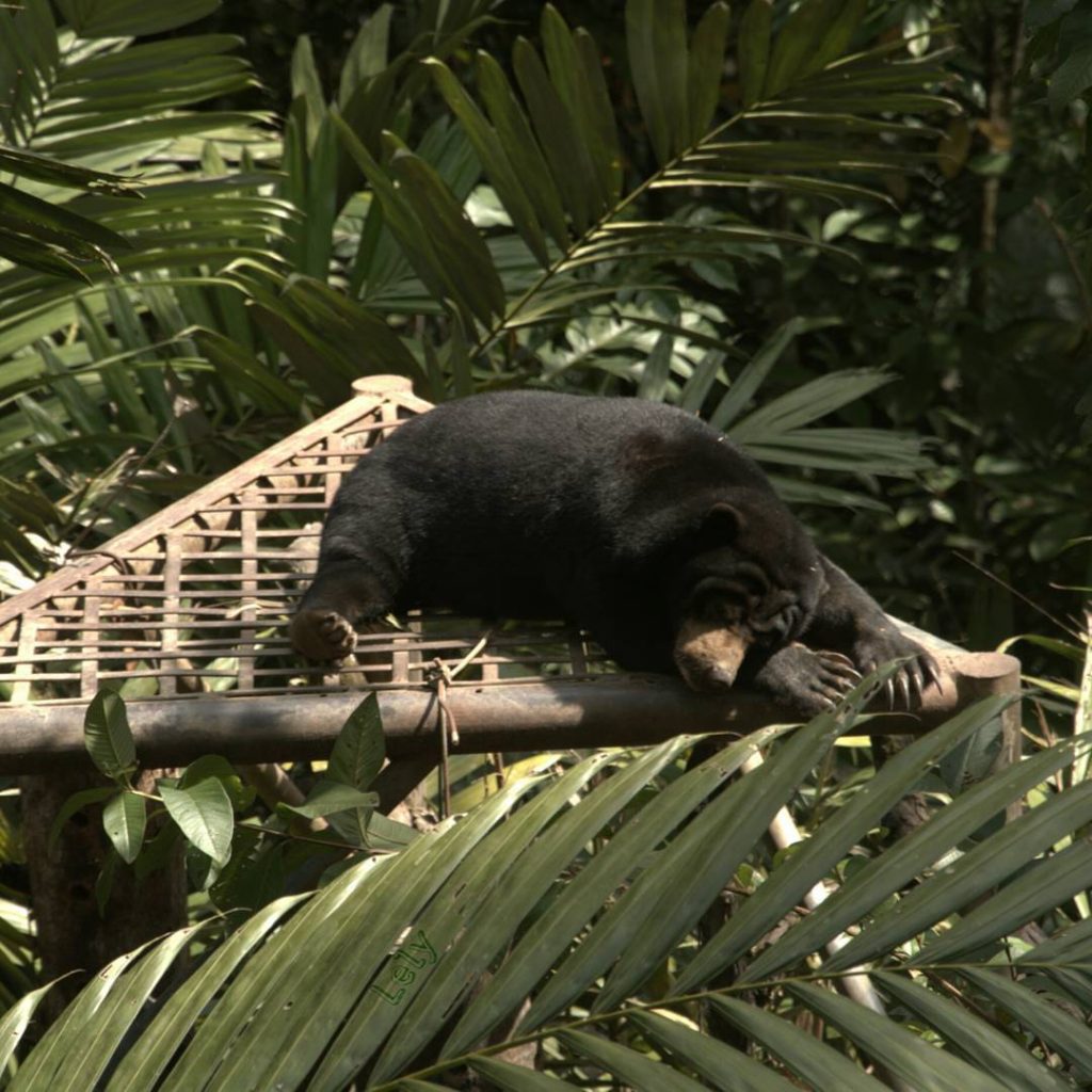Melihat dari Dekat si Winnie the Pooh Indonesia di Penangkaran Beruang ...