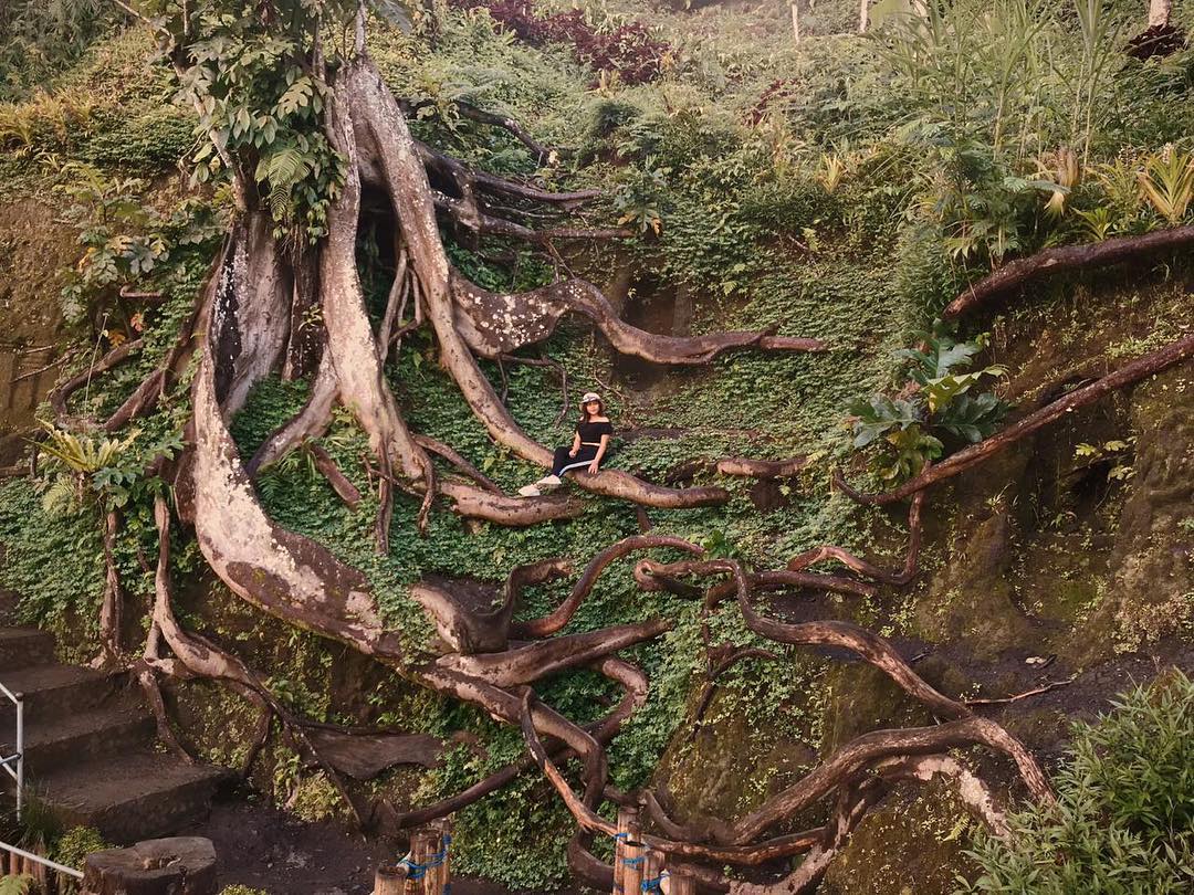 Serem tapi Keren, Ini Spot Akar Pohon Instagenic yang Bikin Serasa di ...