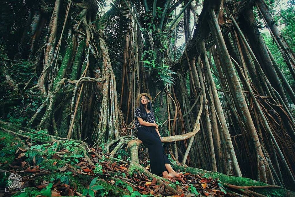 Serem tapi Keren, Ini Spot Akar Pohon Instagenic yang Bikin Serasa di ...