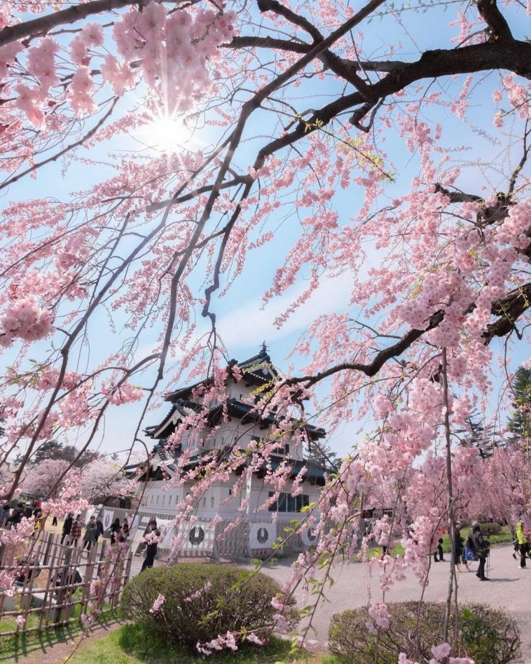 Bunga Sakura di Jepang Diperkirakan Mekar Lebih Awal, Catat Tanggal dan ...