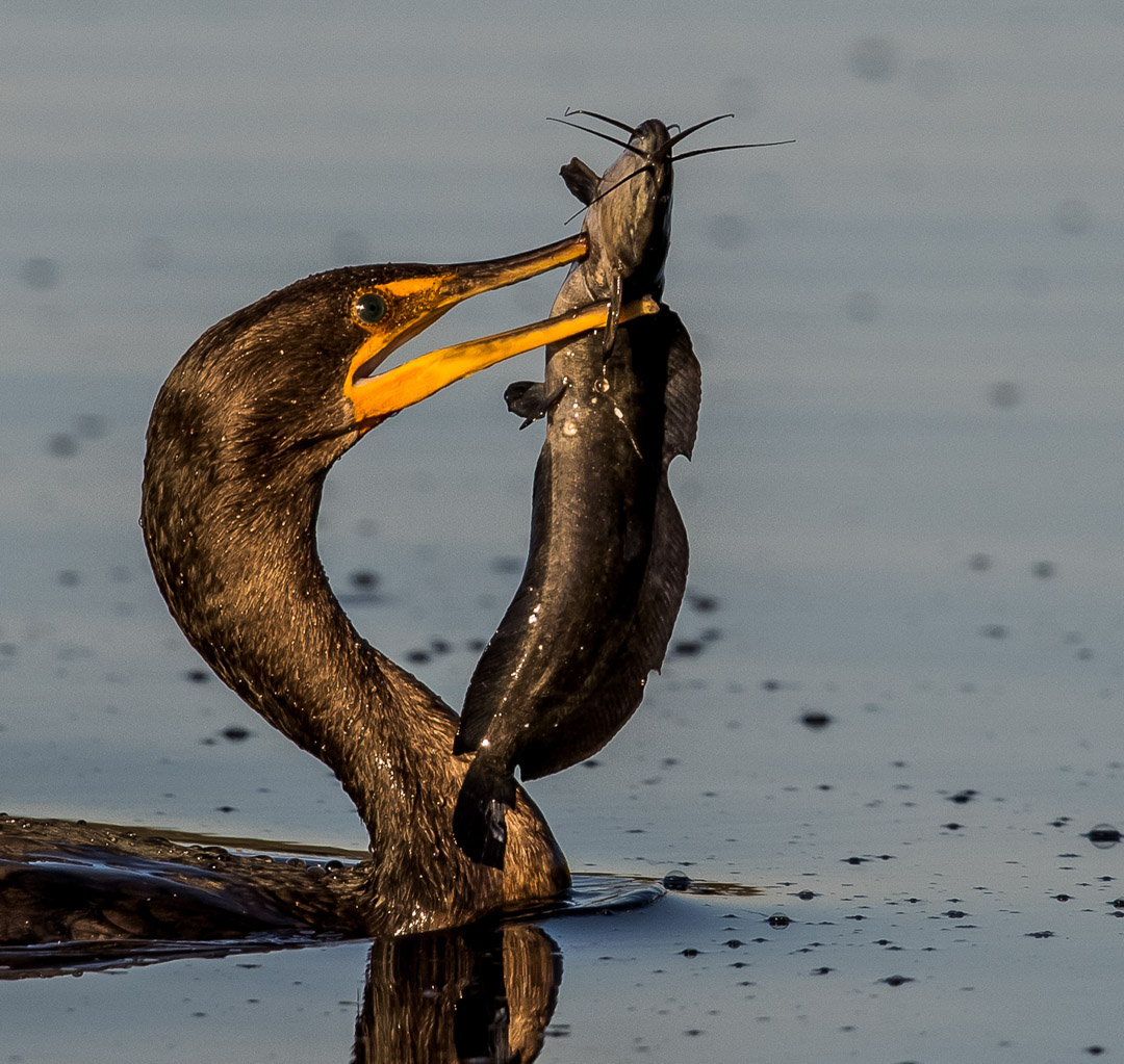 Cormorant Fishing, Cara Memancing Tradisional Tiongkok yang Unik