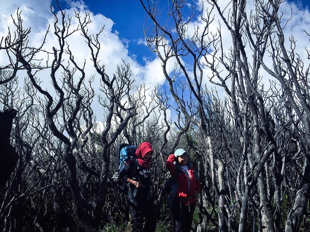 Pesona Hutan Mati di Indonesia Ini Tampilkan Pohon-pohon Mati yang ...
