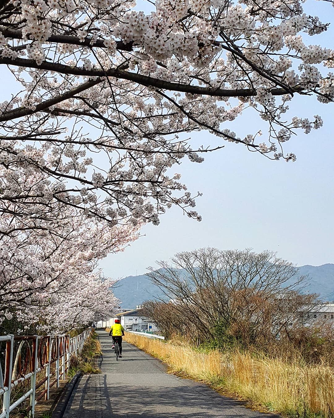 Pilihan Cara Asyik Melihat Bunga Sakura di Jepang, Nggak Sekadar Duduk ...