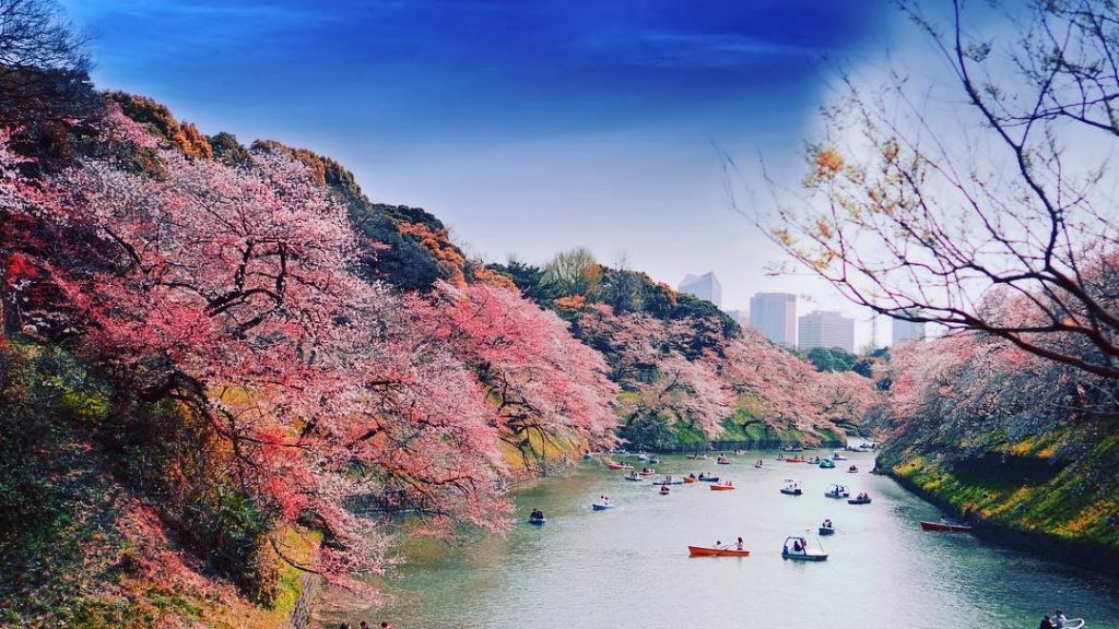 Pilihan Cara Asyik Melihat Bunga Sakura di Jepang, Nggak Sekadar Duduk ...