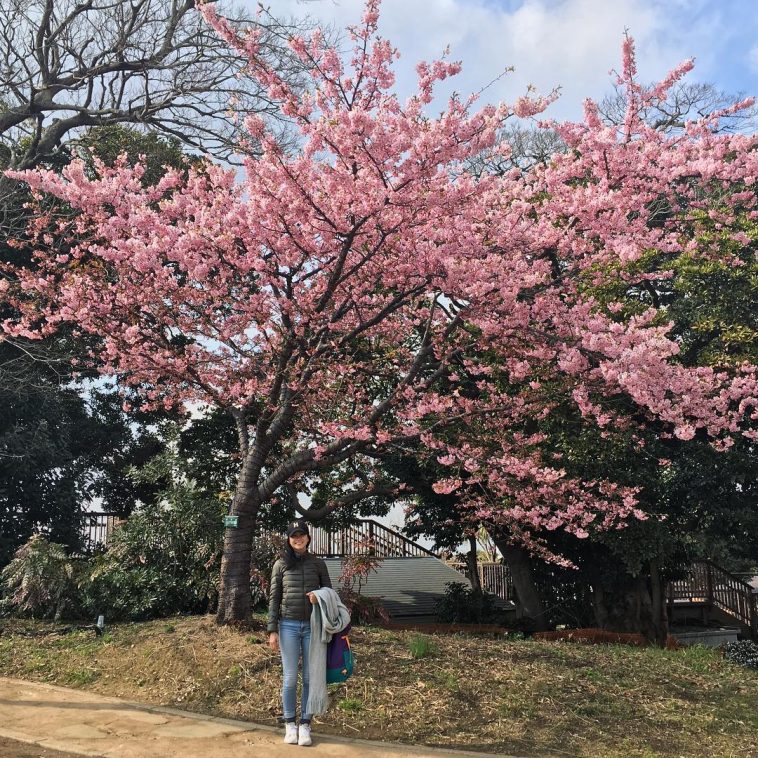 Bunga Sakura di Jepang Diperkirakan Mekar Lebih Awal, Catat Tanggal dan ...