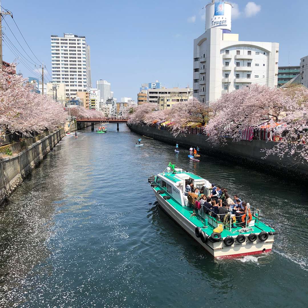 Pilihan Cara Asyik Melihat Bunga Sakura di Jepang, Nggak Sekadar Duduk ...