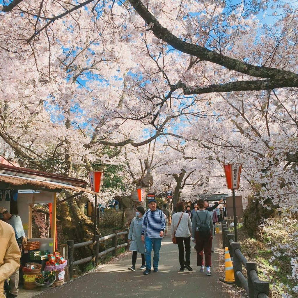Bunga Sakura di Jepang Diperkirakan Mekar Lebih Awal, Catat Tanggal dan ...