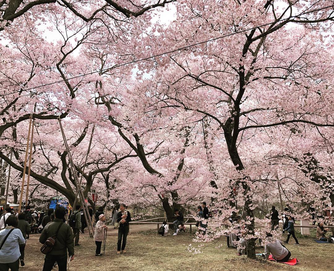 Bunga Sakura di Jepang Diperkirakan Mekar Lebih Awal, Catat Tanggal dan ...
