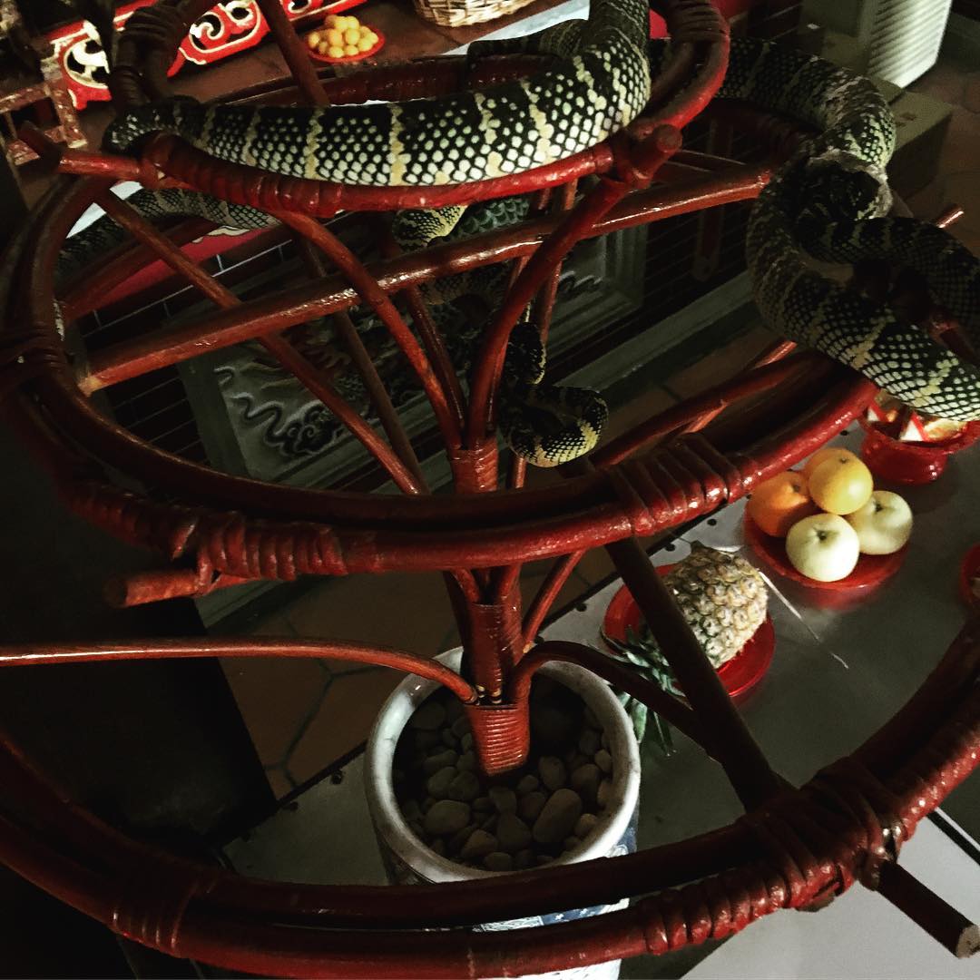 Kuil Hewan di Asia yang Dikeramatkan, Bali juga Punya, Lho